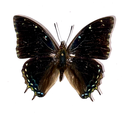 Insect Butterfly Nymphalidae Charaxes mafuga-Rare Male No. 1! | eBay