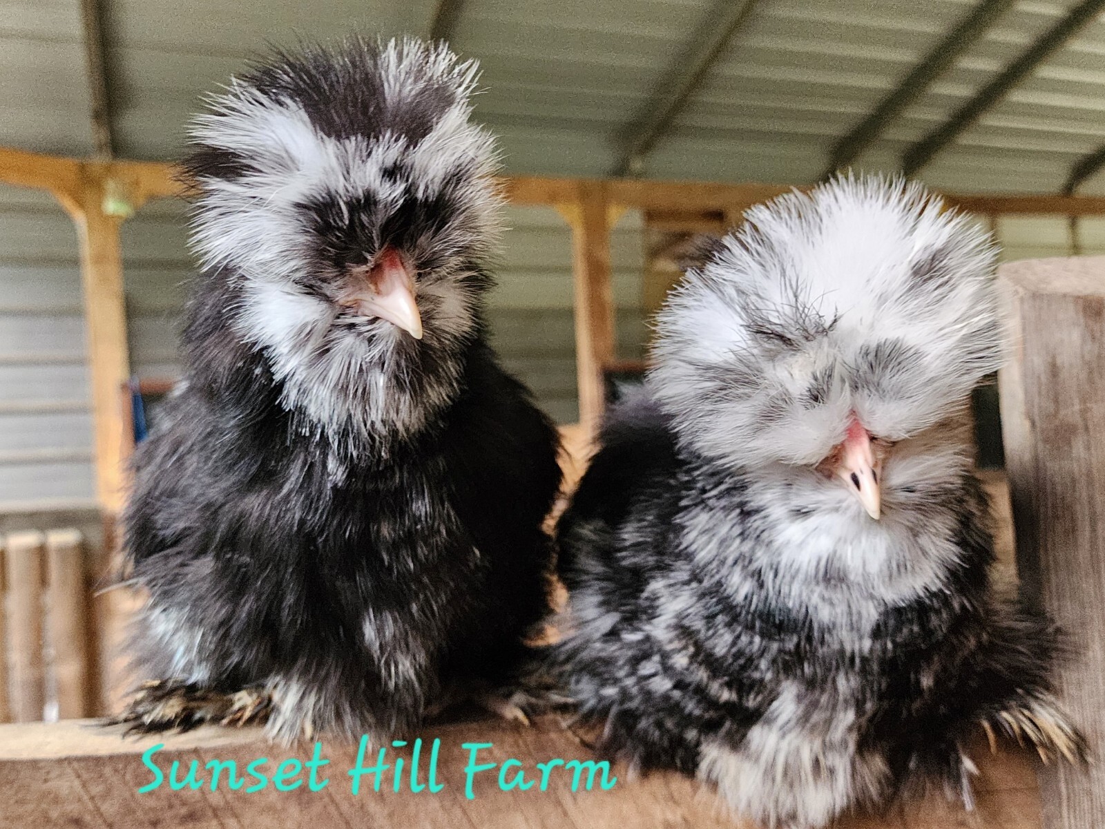 Silkie Hatching Eggs Mottled 6, Satin, Showgirl, Frizzle NPIP & AI ...