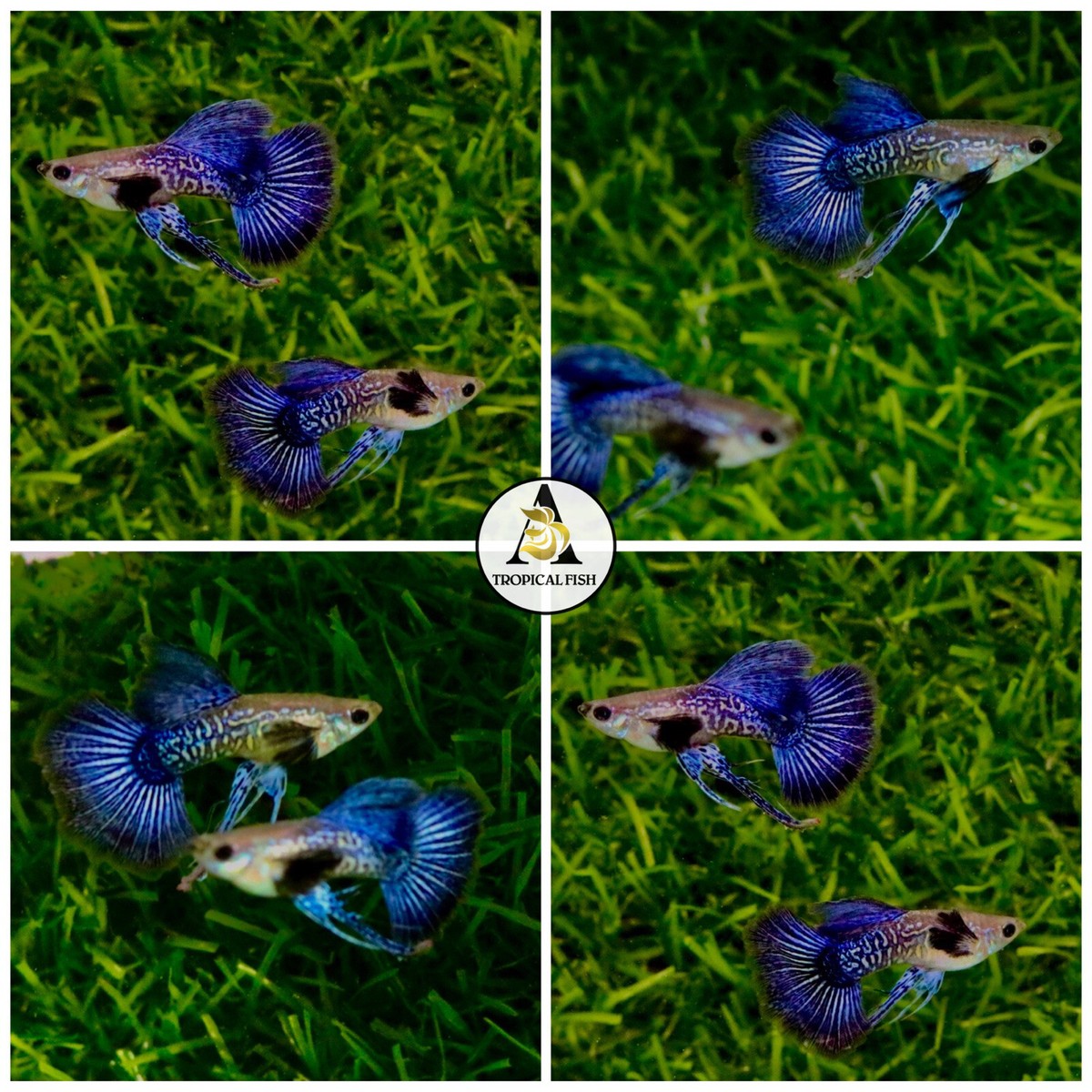 The Blue Dragon Fish New Gene" Dumbo Red Dragon RIBBON BDS Halfmoon