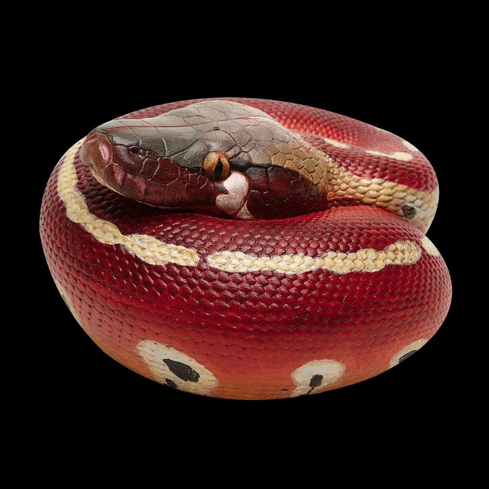 Animal Heavenly Body Blood Python brongersmai Snake Statue | eBay