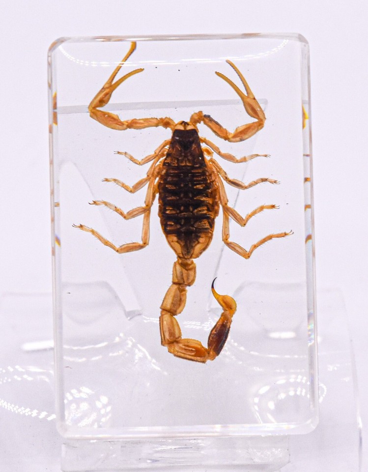 44mm Golden Scorpion in Clear Lucite Resin Science Education Collection ...
