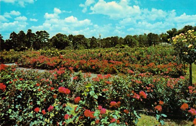 Famous Gardens of Tyler, Texas-Rose Capital of the World VTG Postcard ...
