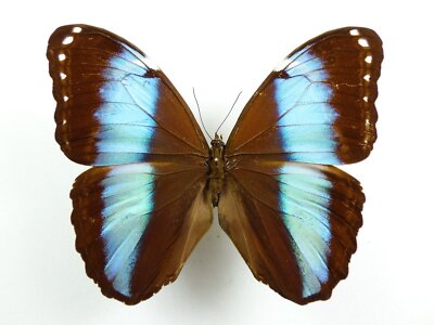 Morpho achilles ssp. amazonicus Männchen | eBay.de