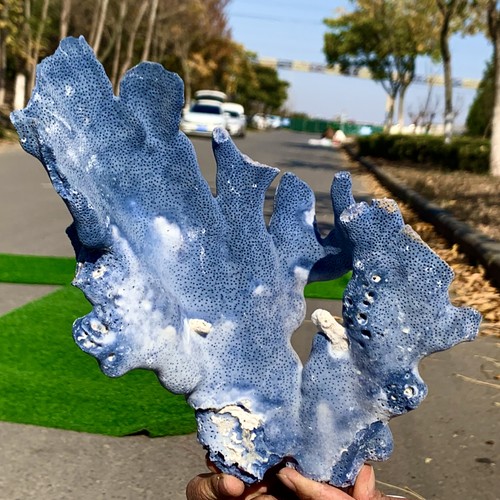 2.17LB Natural Blue Coral Reef Cluster Marine Mineral Crystal Specimen ...
