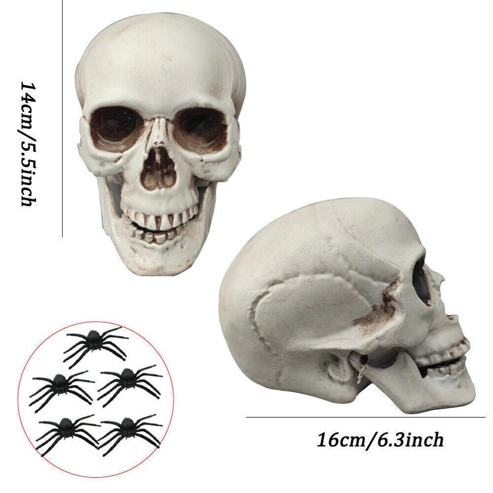 Anatomical Medical Human Skull Replica Model 1:1 Life-size Skeleton ...