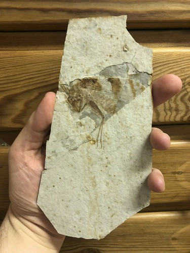 Insekt HEUSCHRECKE Jehol Gruppe Kreide China Liaoning Cretaceous Locust ...