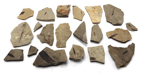 Lot of Fossil Leaves from Bonanza, Utah #17610 | eBay