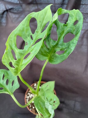 Monstera obliqua Expilata, Rooted Plants Shipped in 3" Pot | eBay