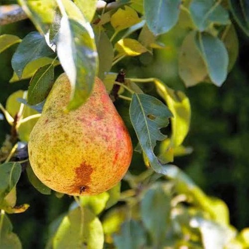 Kieffer Pear Tree 2-3 Ft Tall Now Live Pear Tree Ready To Plant Now | eBay
