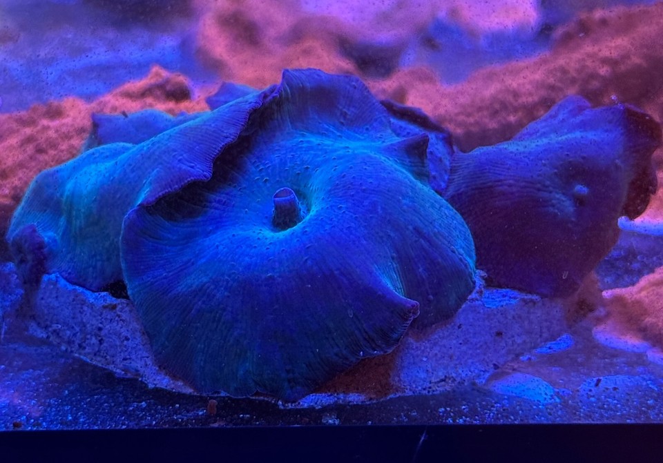Discosoma Ultra Blue Mushroom Live Aquaculture Coral Grown in USA by ...