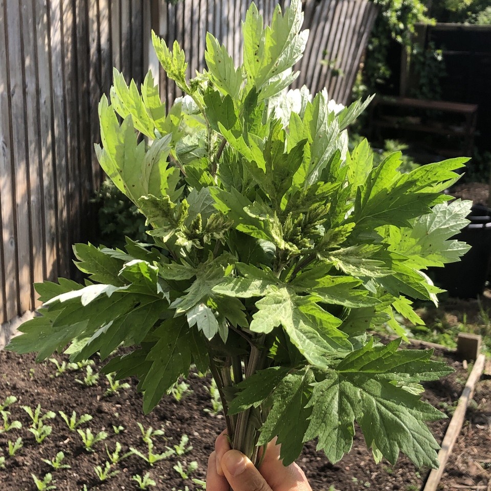 Mugwort root with stem and lots of dry leaves for planting or medicine ...