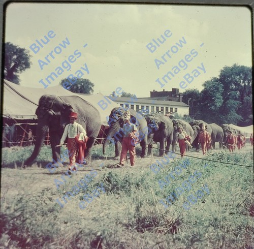 1950s 120 Med Film Slide Backlot Circus Performers Elephants Big Top ...