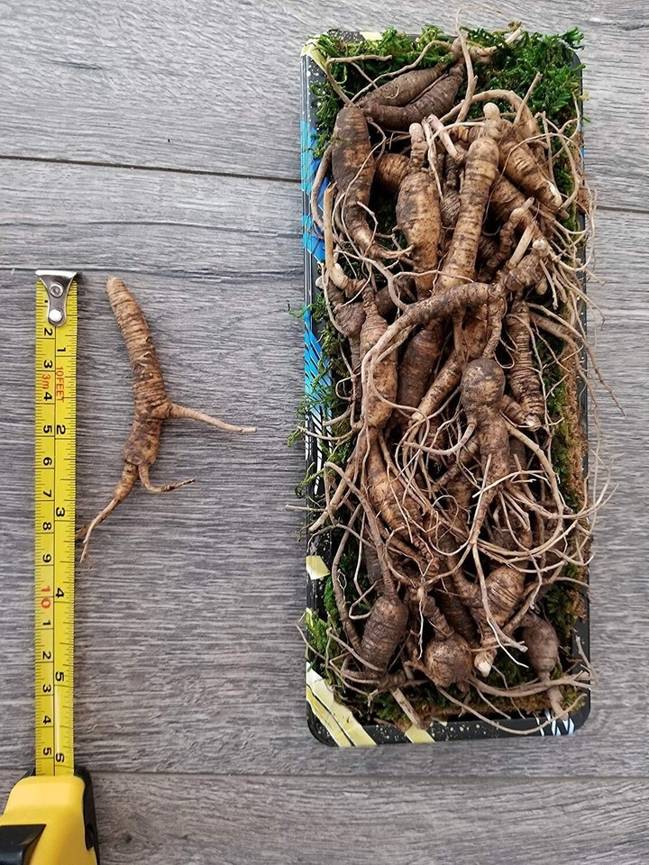 American Fresh Wild Ginseng Appalachian Mountain Organic 10~15 Years ...