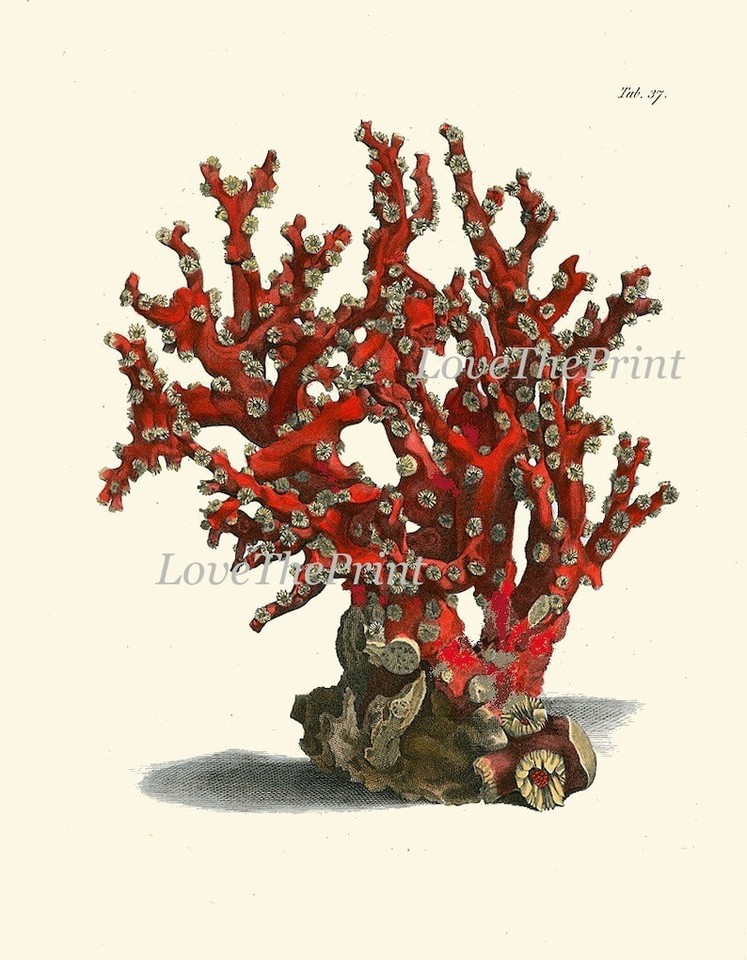 Red Coral Prints Wall Art Set of 6 Beautiful Antique Vintage Sea Ocean ...