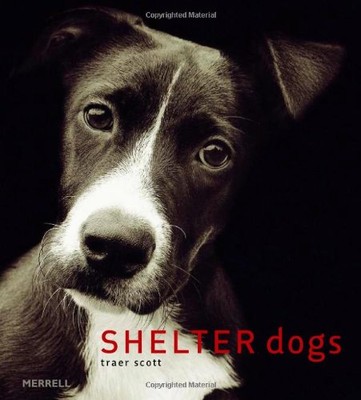 Shelter Dogs By Traer Scott. 9781858944982 9781858944982| eBay