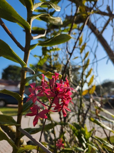 Red Epidendrum radicans – Two (2) Healthy Reed Stem Orchid (4"-8 ...