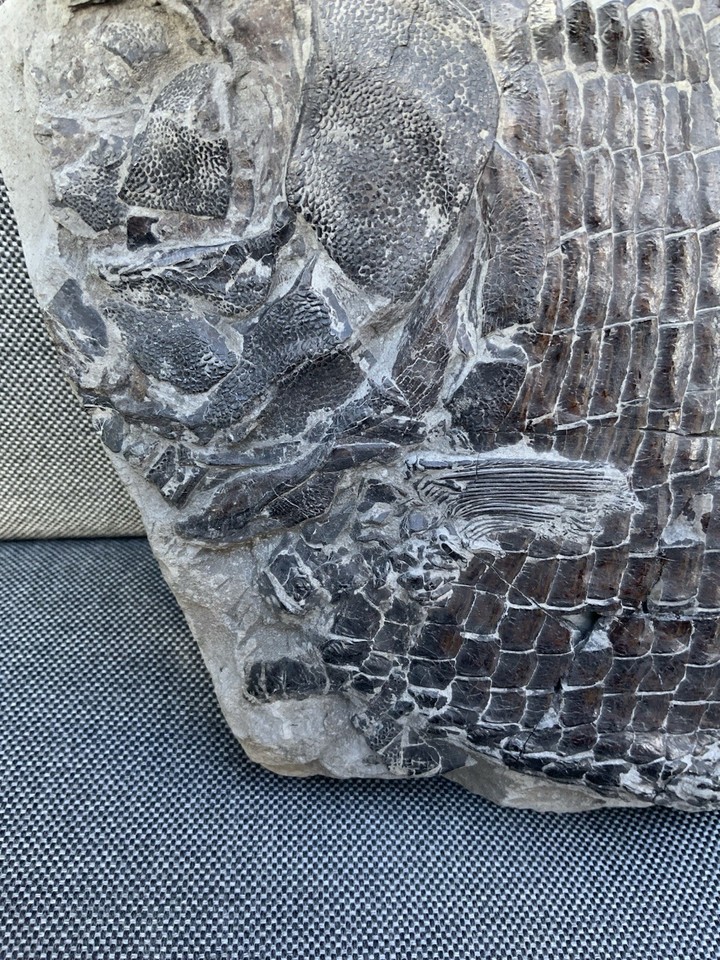 Very Rare Dapedium sp Fossil Fish Specimen, Jurassic Coast, Dorset ...