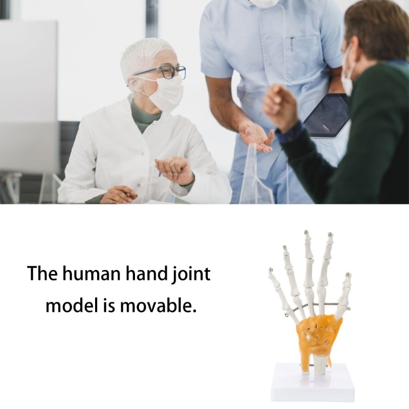 Movable Hand Joint Model Medicals Teaching Tool Durability PVC Anatomy ...