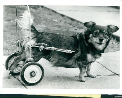 1964 Welsh Corgi Tinys Injured Vertebrae Put Her On Wheels Animals 8X10 ...