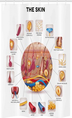 Educational Stall Shower Curtain Skin Anatomy Veins | eBay
