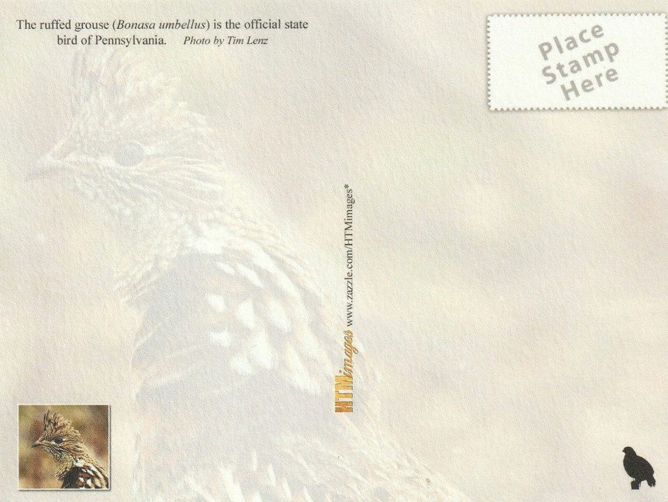 *Pennsylvania Postcard-"The Pennsylvania State Bird...Ruffed Grouse ...