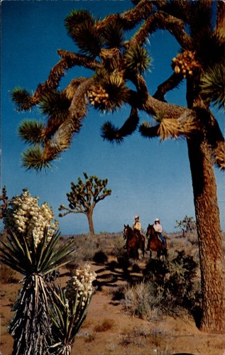 California Joshua Tree forest mountains desert ~ postcard sku409 | eBay