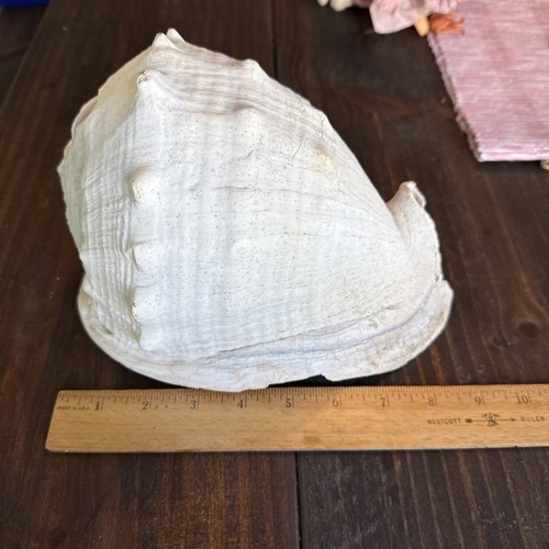 Large Horned King Queen Helmet Conch Sea Shell 9” See Pics | eBay