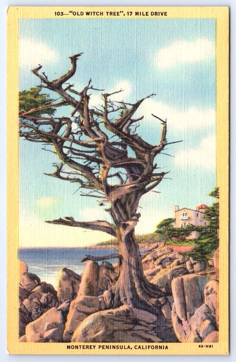 Postcard Monterey Peninsula California Old Witch Tree 17 Mile Drive ...
