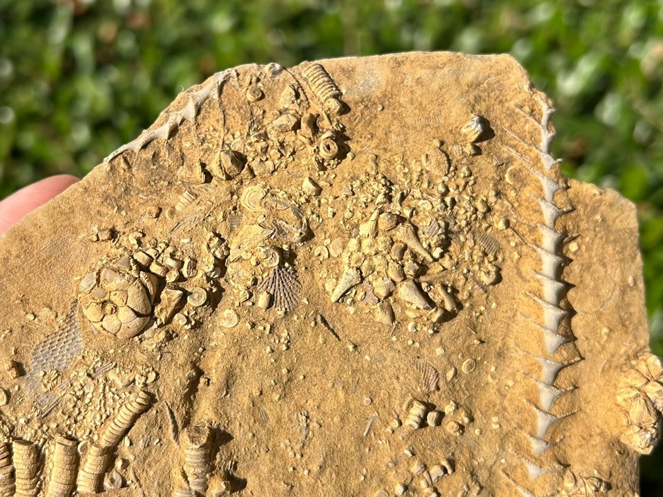 SUPERB Fossil Crinoids & Archimedes Screw Multi Plate Alabama Bangor ...