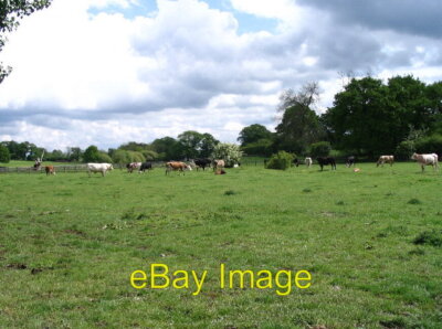 Photo 6x4 Cattle near Tracy Farm Outhill/SP1066 c2007 | eBay UK