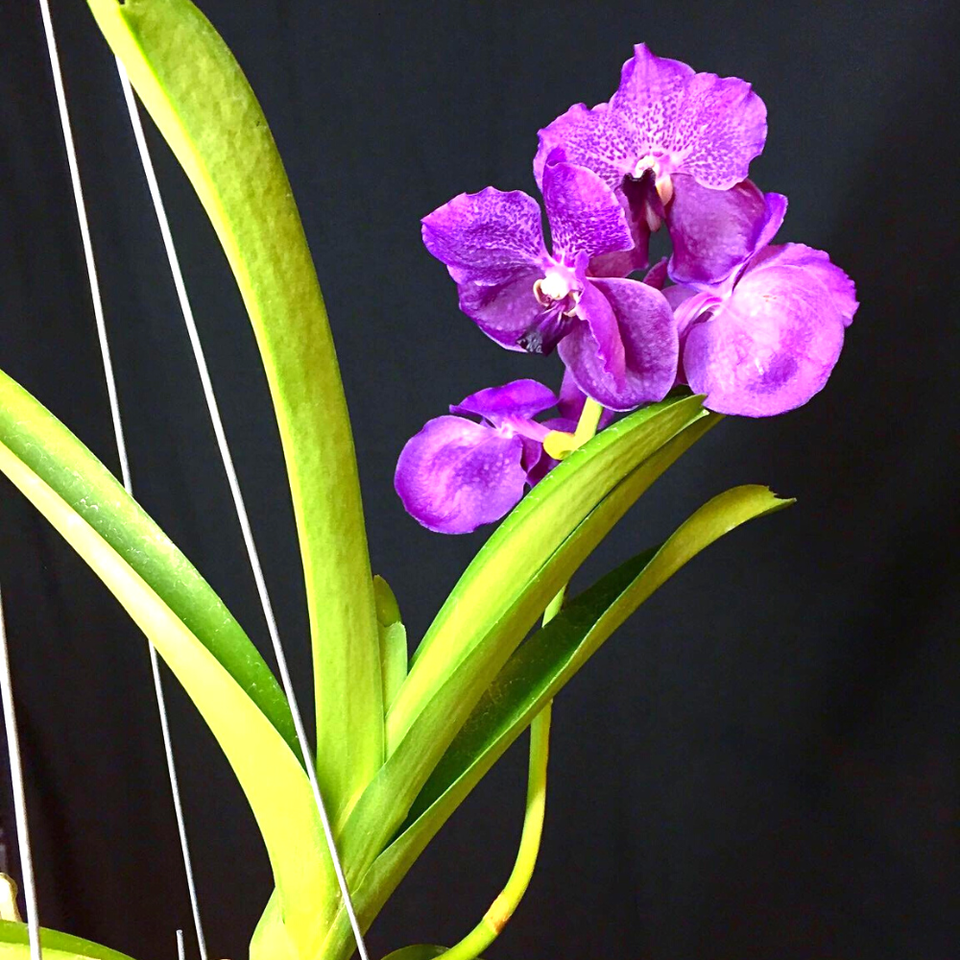 Black Square Plastic Vanda Orchid Air Plant Mesh Pot Net Basket 8cm ...