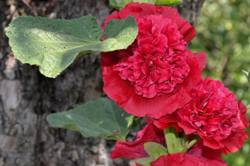 25 SCARLET DOUBLE RED HOLLYHOCK Alcea Rosea Flower Seeds Perennial ...