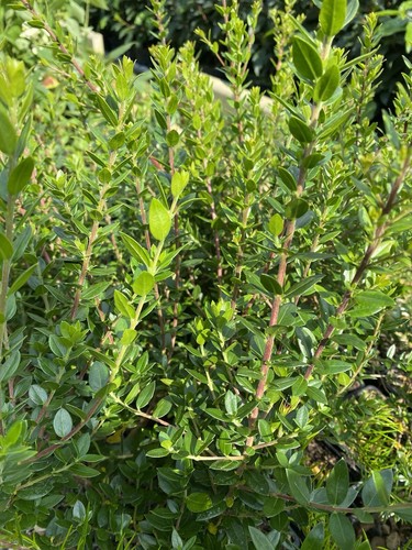 COMMON MYRTLE DWARF PLANT 5LT POT EVERGREEN HARDY SHRUB FRAGRANT WHITE ...