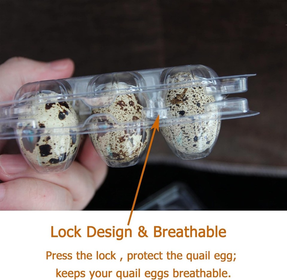 Bulk 25 Count Quail Egg Cartons - Clear Rectangular Containers with ...