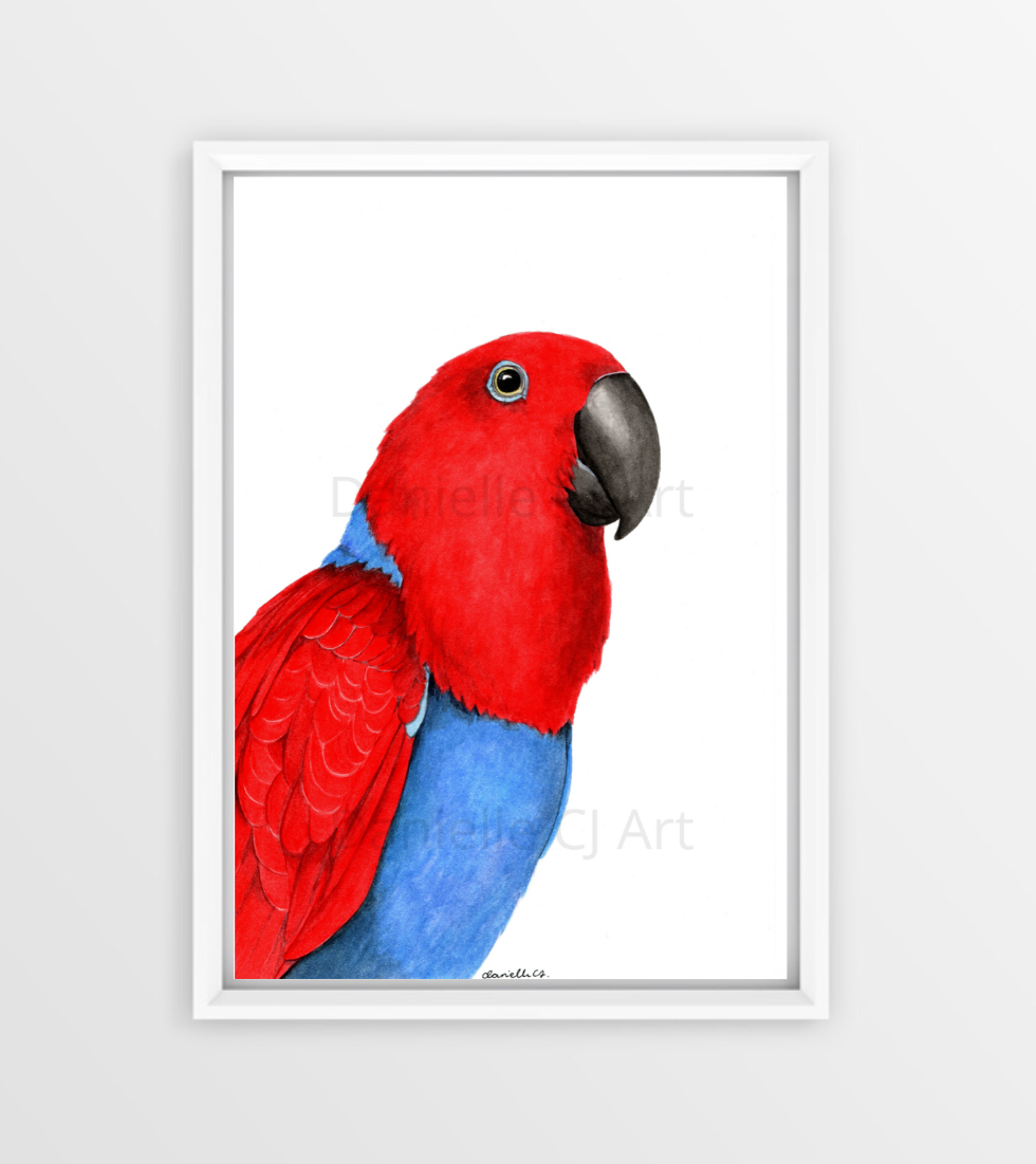 Eclectus Parrot Print - watercolour parrot art red bird prints | eBay