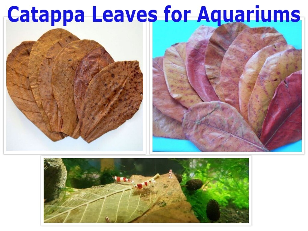 Catappa~Indian Almond dry A+ Leaves for Aquariums Shrimps~Fish Health ...