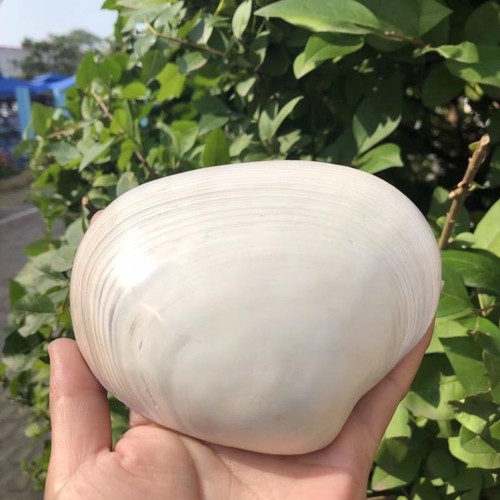 1PC Natural Purple Large Scallop Shell Seashells for Aquarium Fish Tank ...