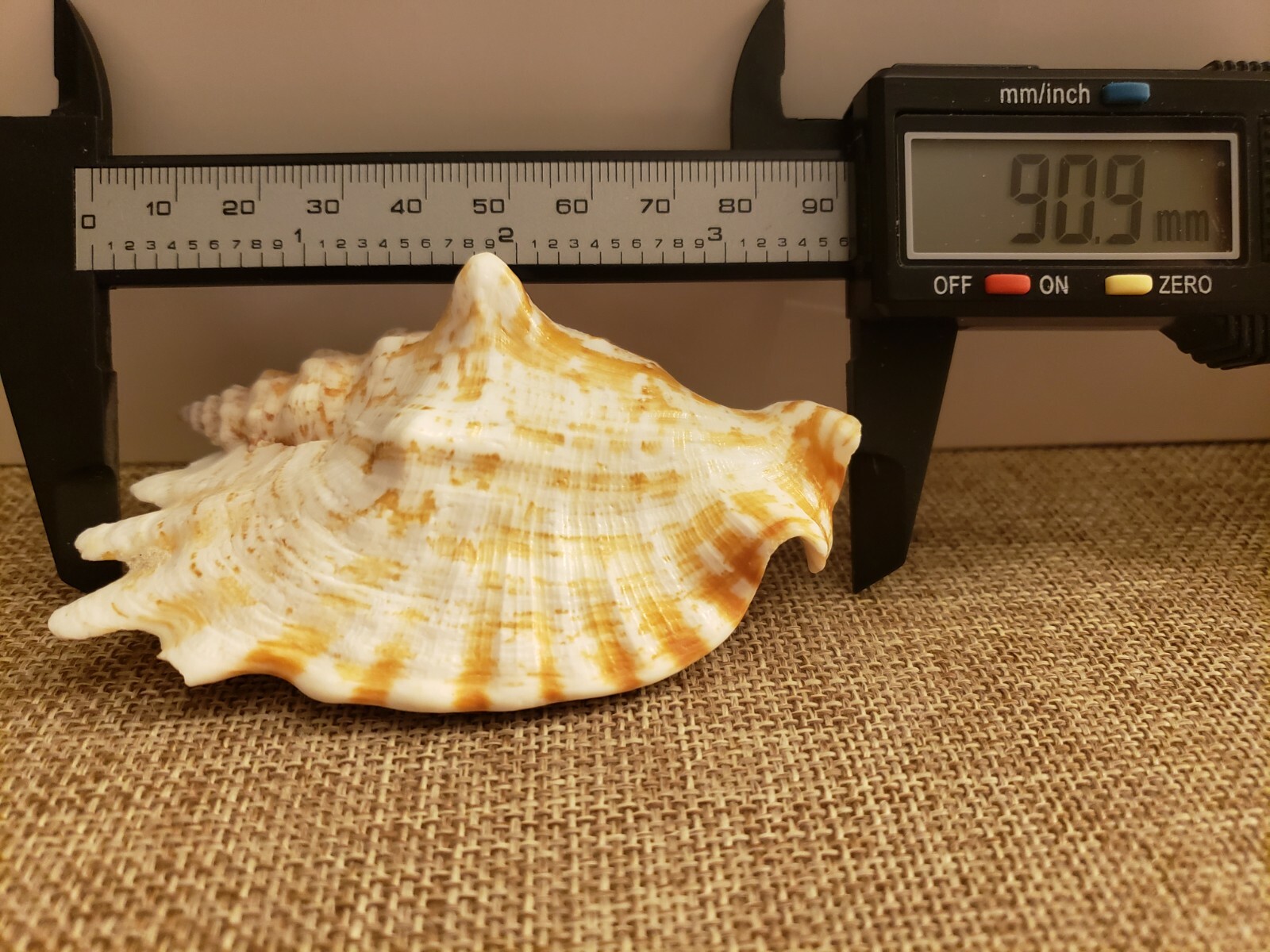 Strombus Sinuatus 90.9mm, Laciniate Conch Philippines ⭐⭐⭐ | eBay