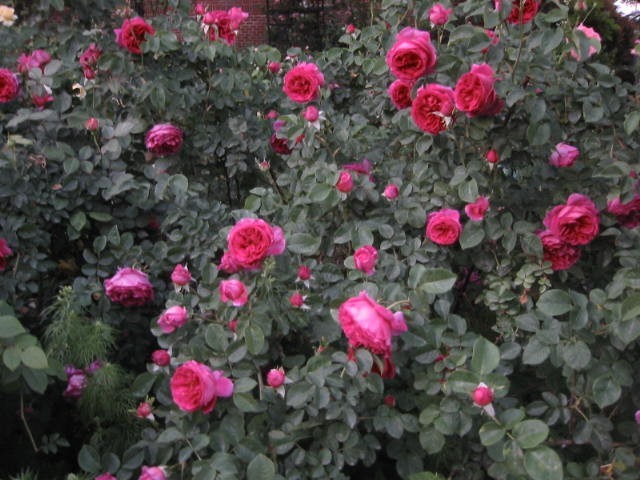 AUSlo Own Root English Starter Rose Plant , see state ship restrict | eBay