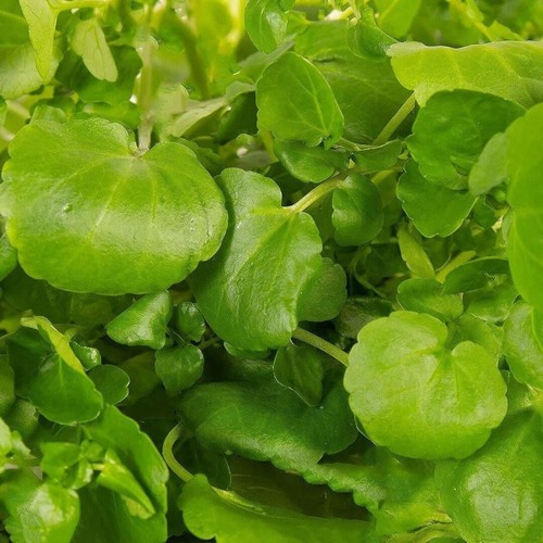 CRESS True Water 500 seeds vegetable garden PERENNIAL salad WATER CRESS ...