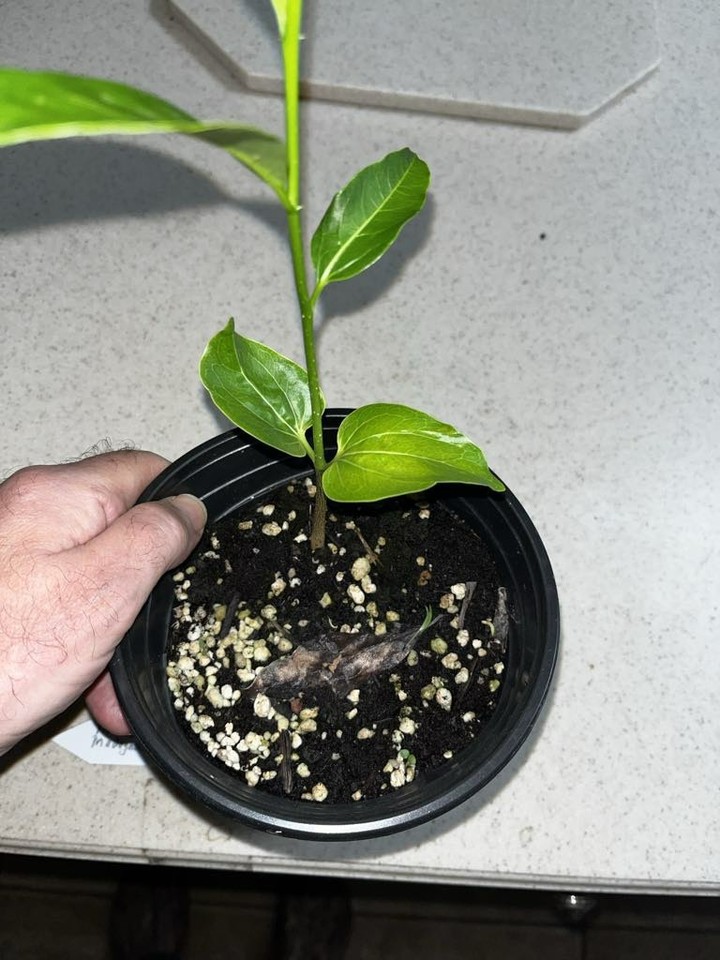 BAOBAB TREE ADANSONIA Za 4 Inch Pot Seed Grown Florida | eBay