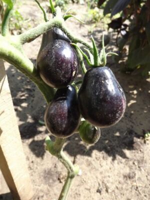 Blue Keyes Tomato - Pear Tomato - 5+ Seeds - Semillas - Graines - Samen ...