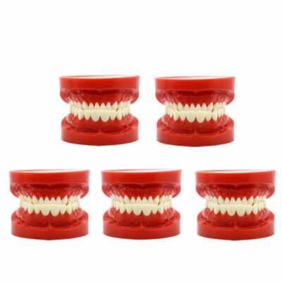 5 Sets Dental Adult Standard Typodont Demonstration Teeth Model Jaw ...