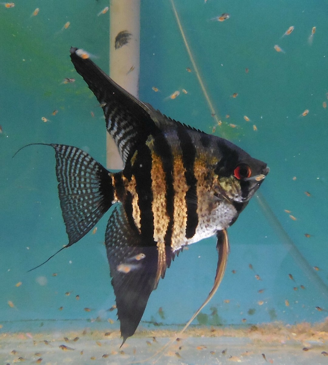 Zebra Lace Angelfish Angels In Disguise Creature Companions