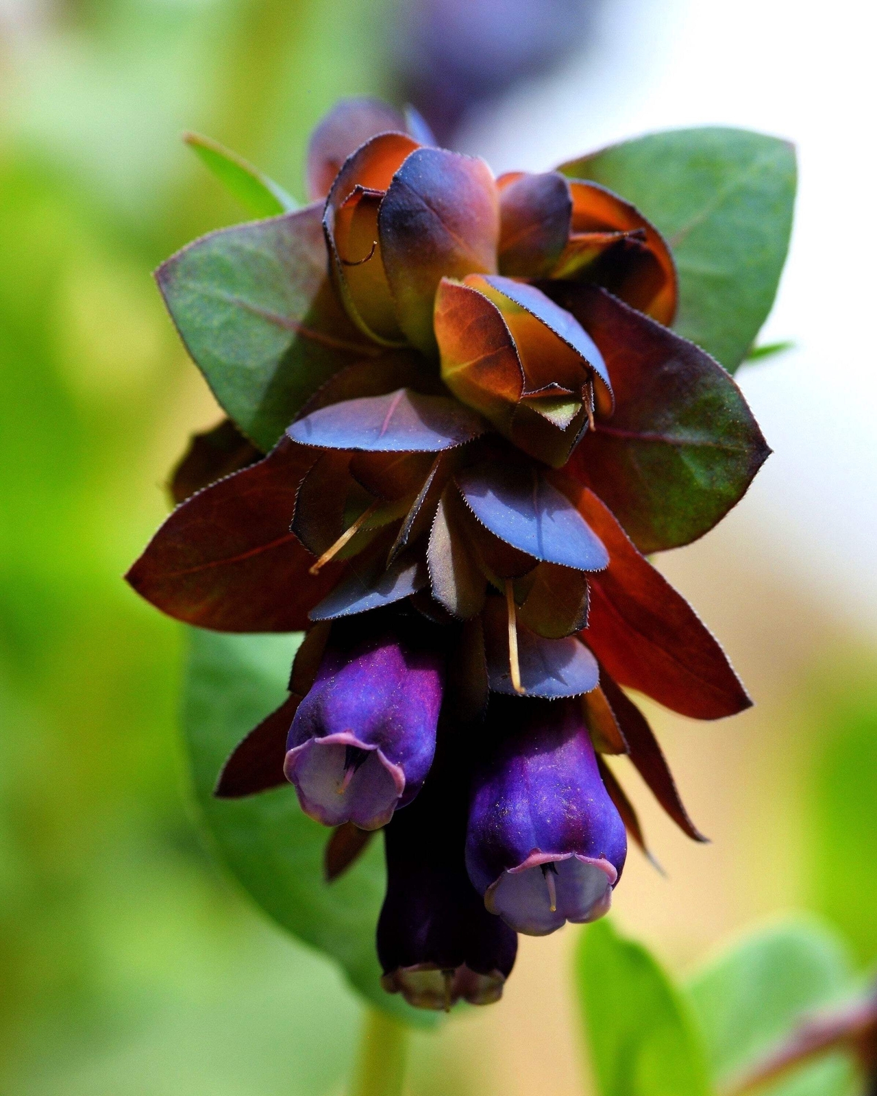 10 BLUE SHRIMP PLANT / HONEYWORT Cerinthe Major Flower Seeds *Flat S/H ...