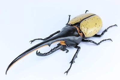 Fujimi Plastic Model Insect Series Hercules Beetle MADE IN JAPAN | eBay