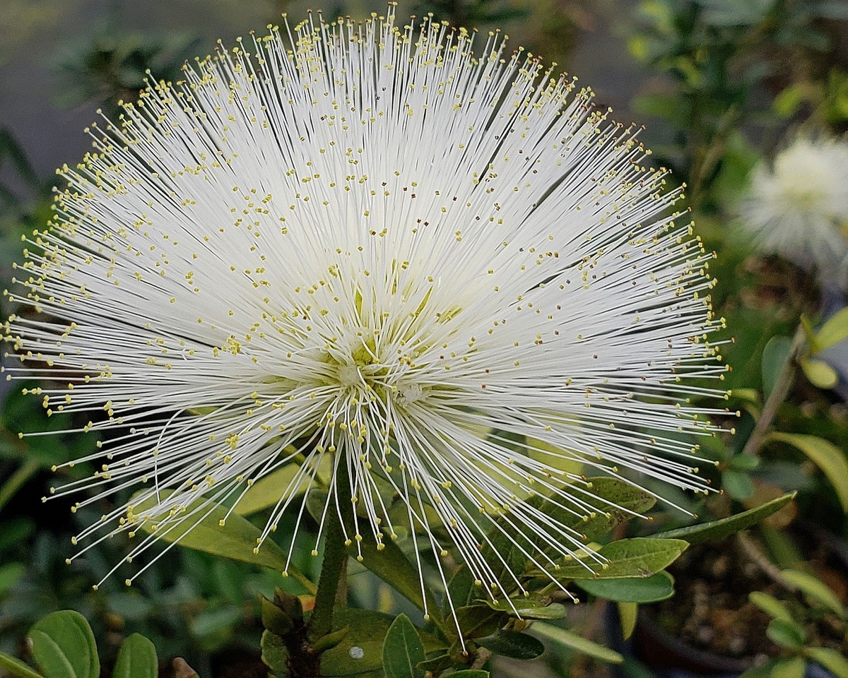 Puffy White Flowers Name 10 Beautiful Flowers That Look Like Roses