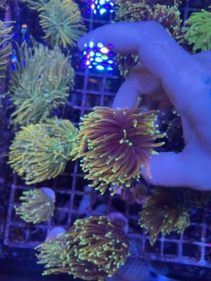 Stunning Gold Hellfire Torch frag Euphyllia-Marine Coral LPS (Double ...
