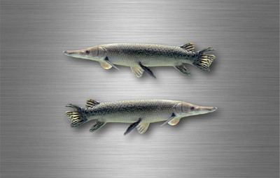 2x sticker vinyl fish boat kayak canoe fishing decal northern pike esox ...