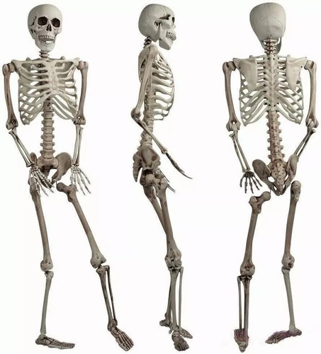 UK Halloween Skeleton Life Size Prop Poseable Human Giant Bones ...